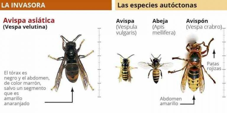 La diferencia entre la avispa asiática y de otras especies de avispas ...